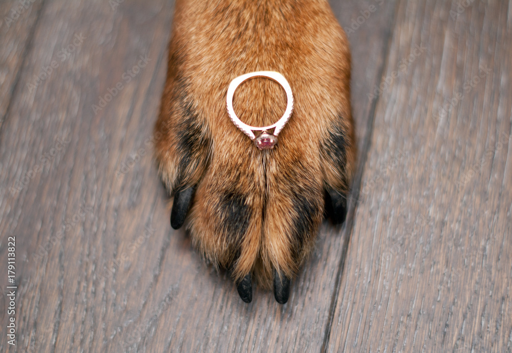 Dog paw with pink sapphire engagement ring Stock Photo | Adobe Stock