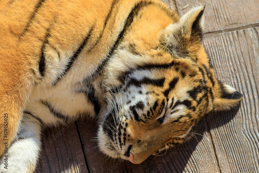 Baby Tigers Sleeping