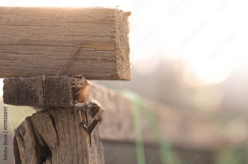 Orange Yellow Spider in a web located on a wood deck hand rail. Stock ...