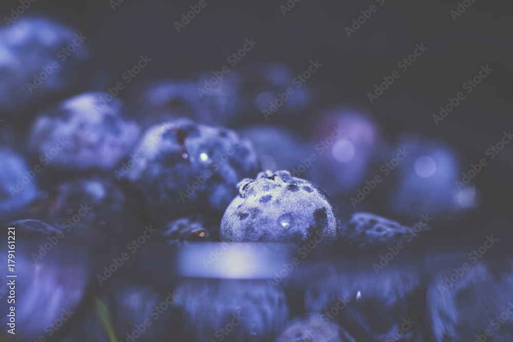 Frozen blue huckleberry also known as tall, swamp or high blueberry ...