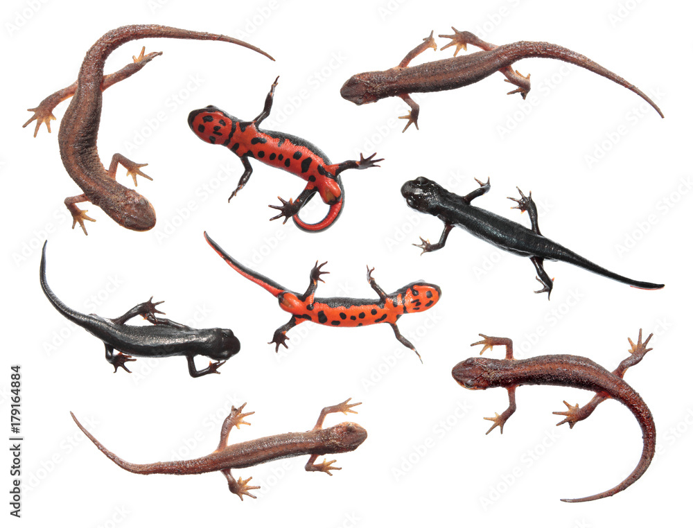 Set of different species of newts isolated on white background. Common ...