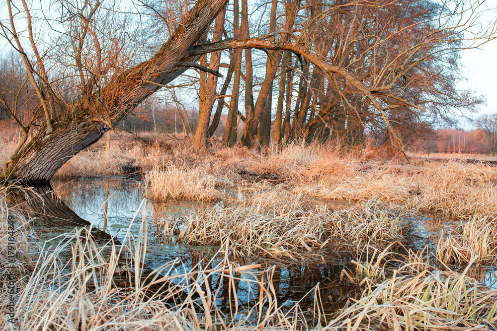 Early spring in Poland, Wet, mysterious meadows in the twilight, last ...