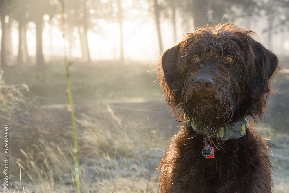 Large, furry, brown dog wet from morning fog at the dog park Stock ...