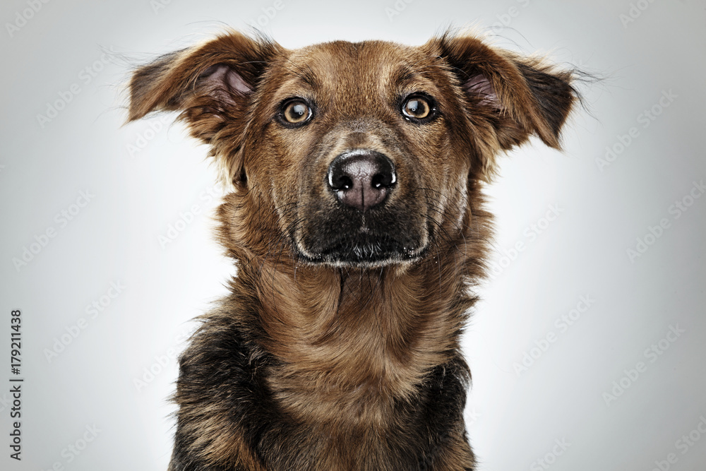 Dog portrait Stock Photo | Adobe Stock