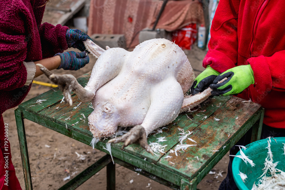 The process of removing feathers from a dead turkey. Slaughter and ...