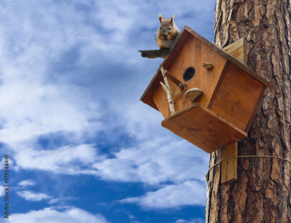Squirrel sitting on the tree in a squirrel house on sky background with ...