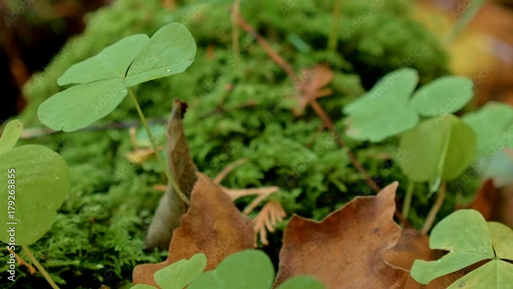 Oxalis wood sorrel giant clover edible macro plant 2 McKenzie River ...
