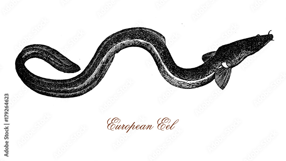 Poster vintage engraving of European eel, a critical endangered ...