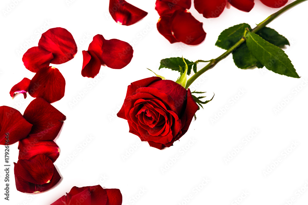one red rose around her red petals on a white background Stock Photo ...