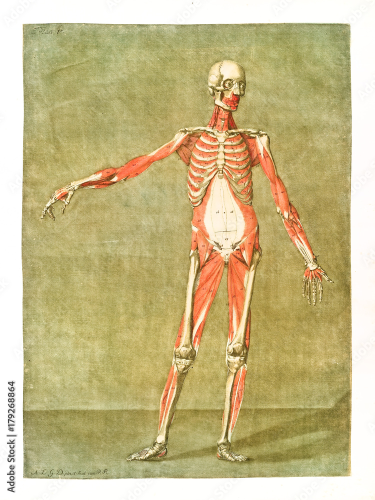 Human anatomy. Main muscles and bones. Male body posing without skin ...