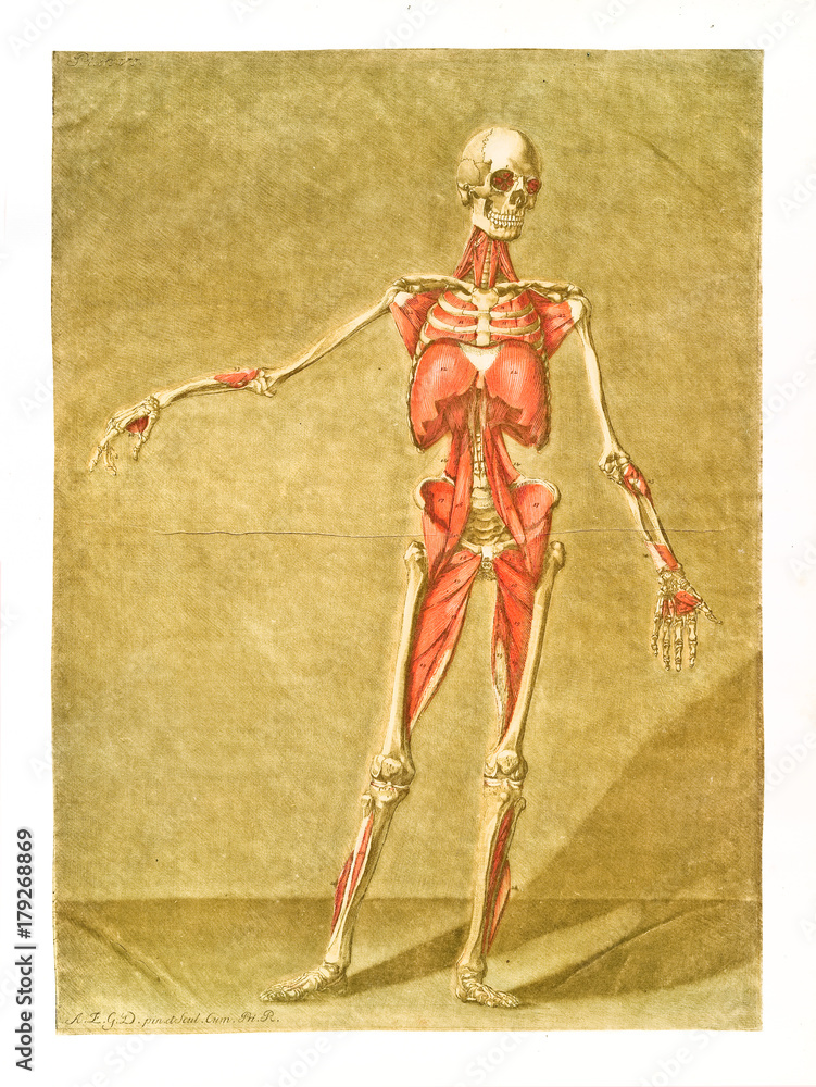 Human anatomy. Main muscles and bones. Male body posing without skin ...