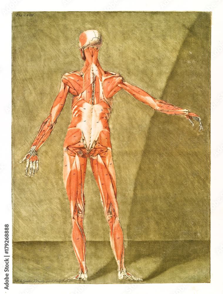 Human anatomy. Main back muscles and tendons. Male body posing without ...