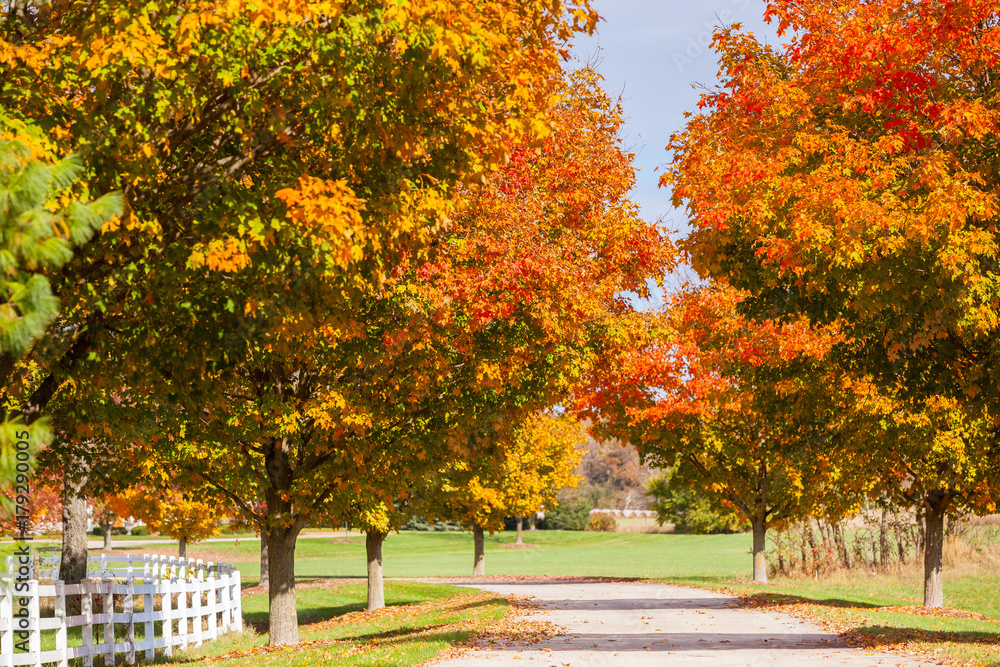 Bright fall colors grace sugar maple trees on a sunny fall day along a ...