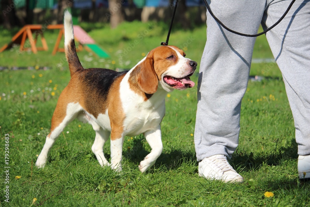 éducation canine obéissance avec un chien beagle en laisse pour la ...