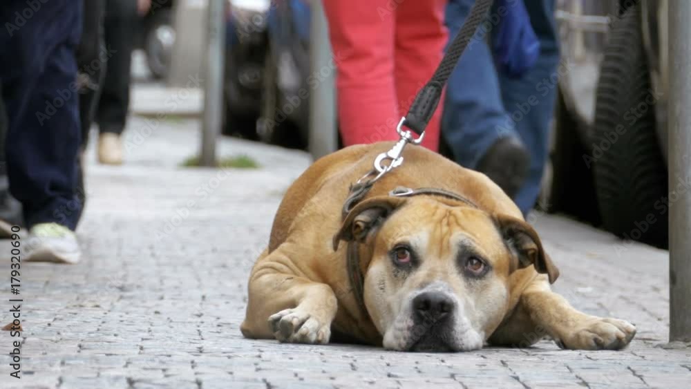 Stockvideo Faithful Miserable Dog Lying on the Sidewalk and Waiting ...