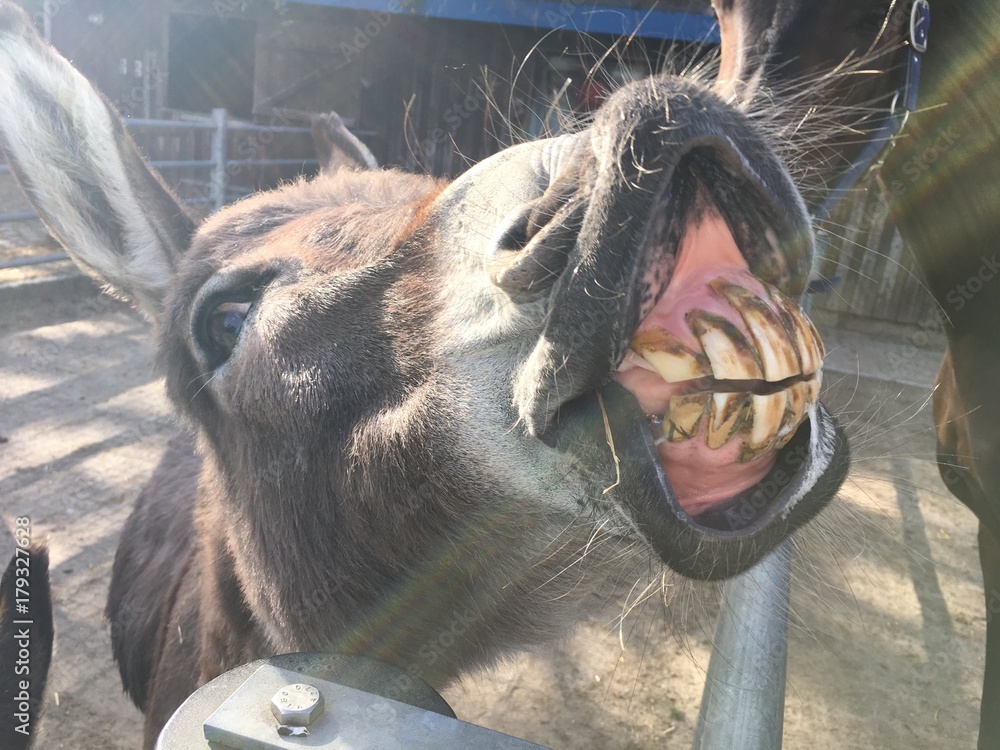 lachender Esel Stock Photo | Adobe Stock