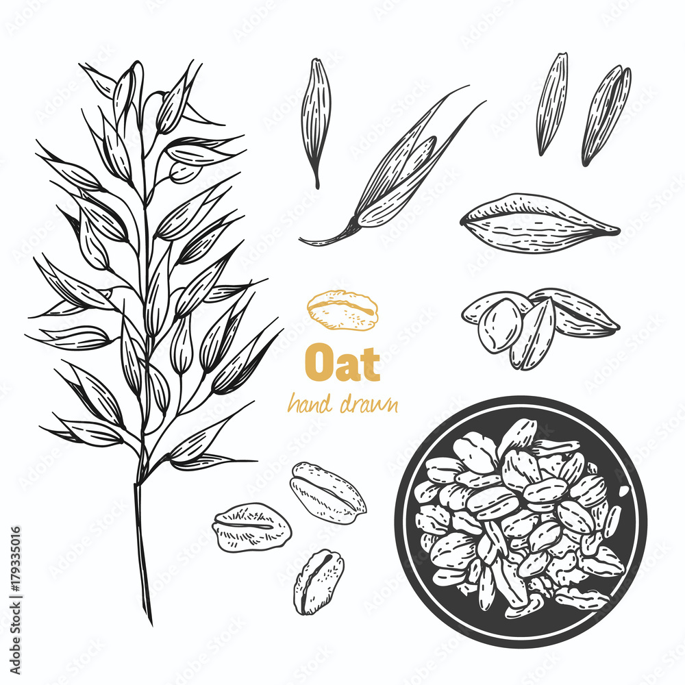 Oats vector hand drawn illustration Stock Vector | Adobe Stock