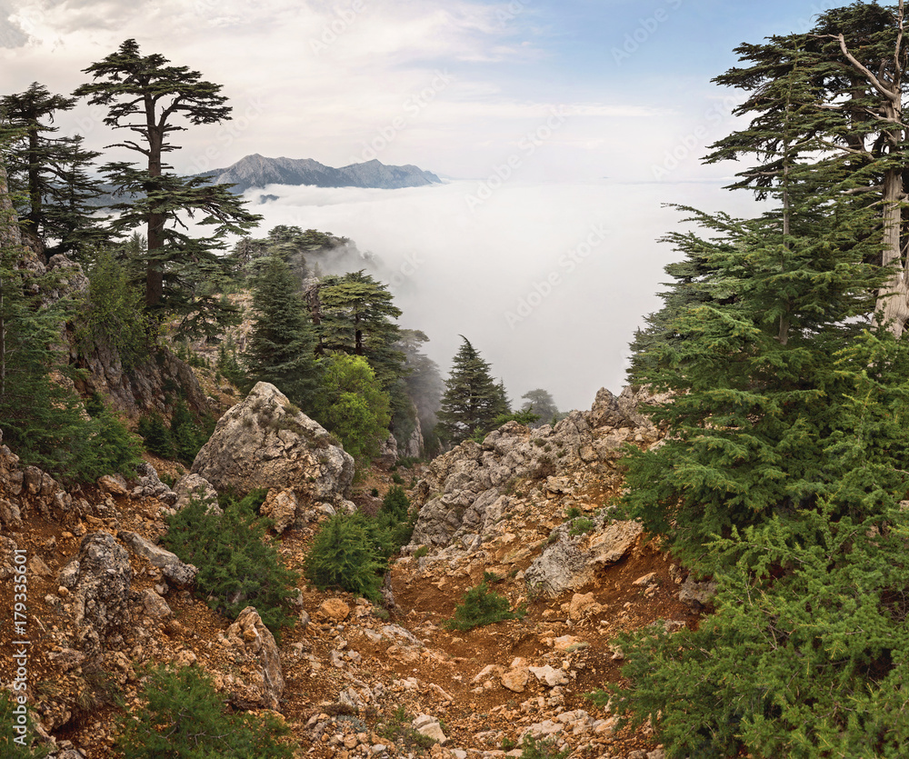 Rare and endangered Lebanese Cedar tree forest at Tahtali mountain in ...