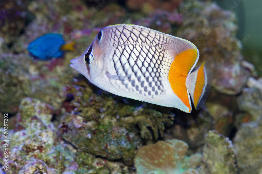 Pearlscale Butterflyfish