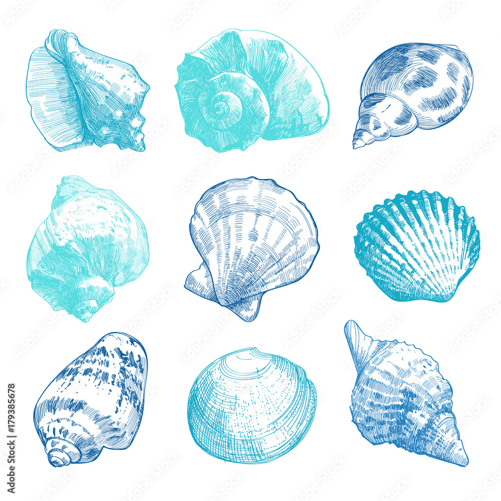 Sea shells sketch set. Color tender doodle seashell silhouettes ...