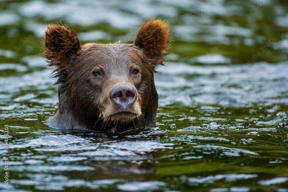 Orso grizzly della costa che pesca salmoni in Canada o Alaska Stock ...