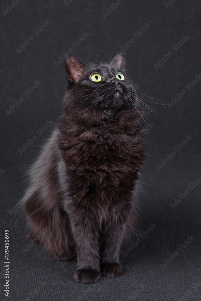 Black Turkish Angora