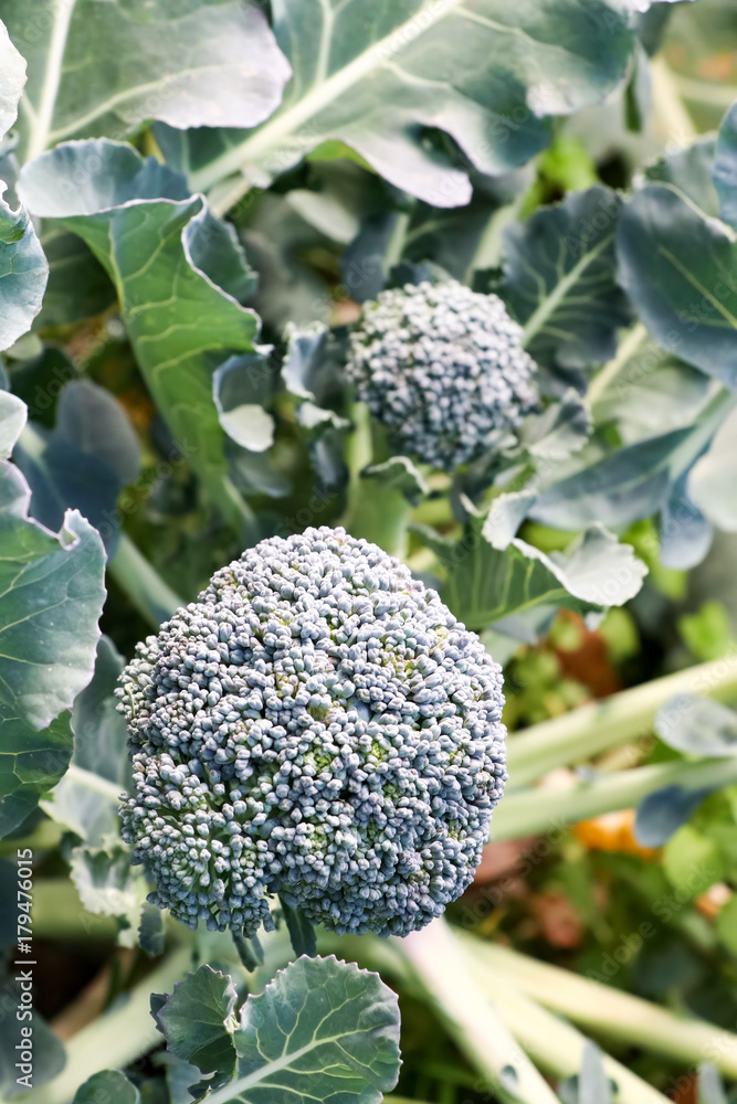 Dalında Brokoli Stock Photo | Adobe Stock