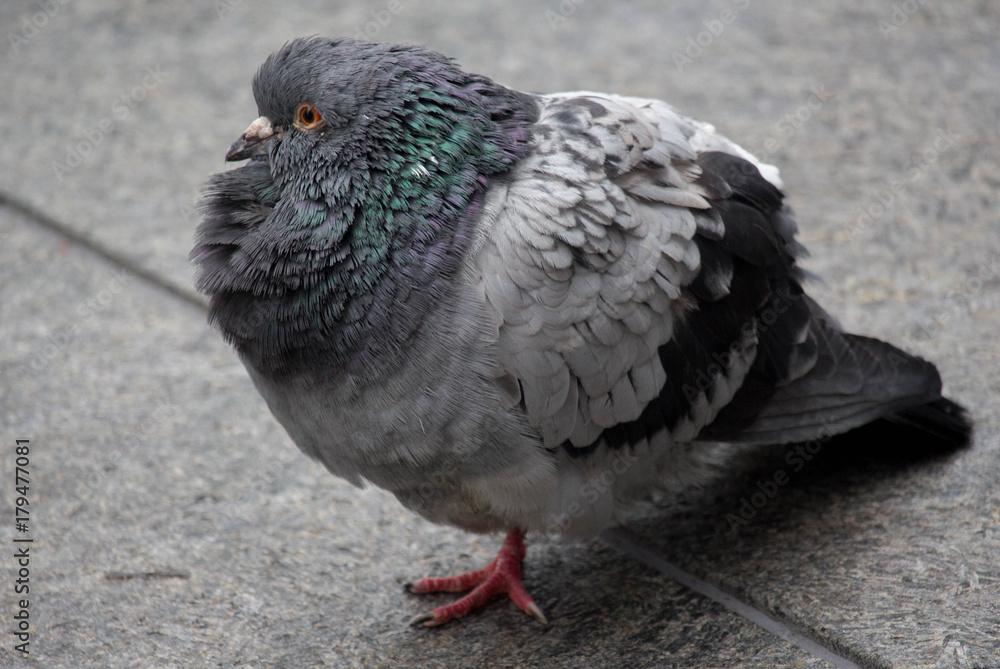 Obese Pigeon