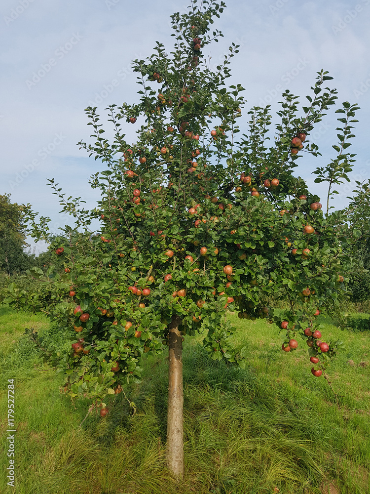 Altlaender Pfannkuchen, Alte Apfelsorten, Apfel, Malus, domestica Stock ...