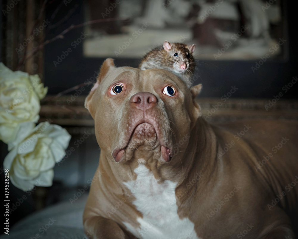 Pet rat sitting on the head of the American bully, and he stares at her ...