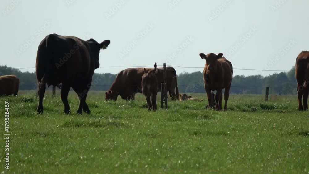 Young calf running over grass field followed by mother cow Angus cattle ...