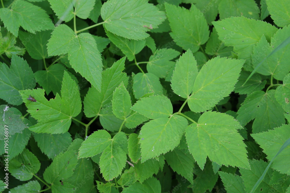 Giersch im Frühling Stock-Foto | Adobe Stock