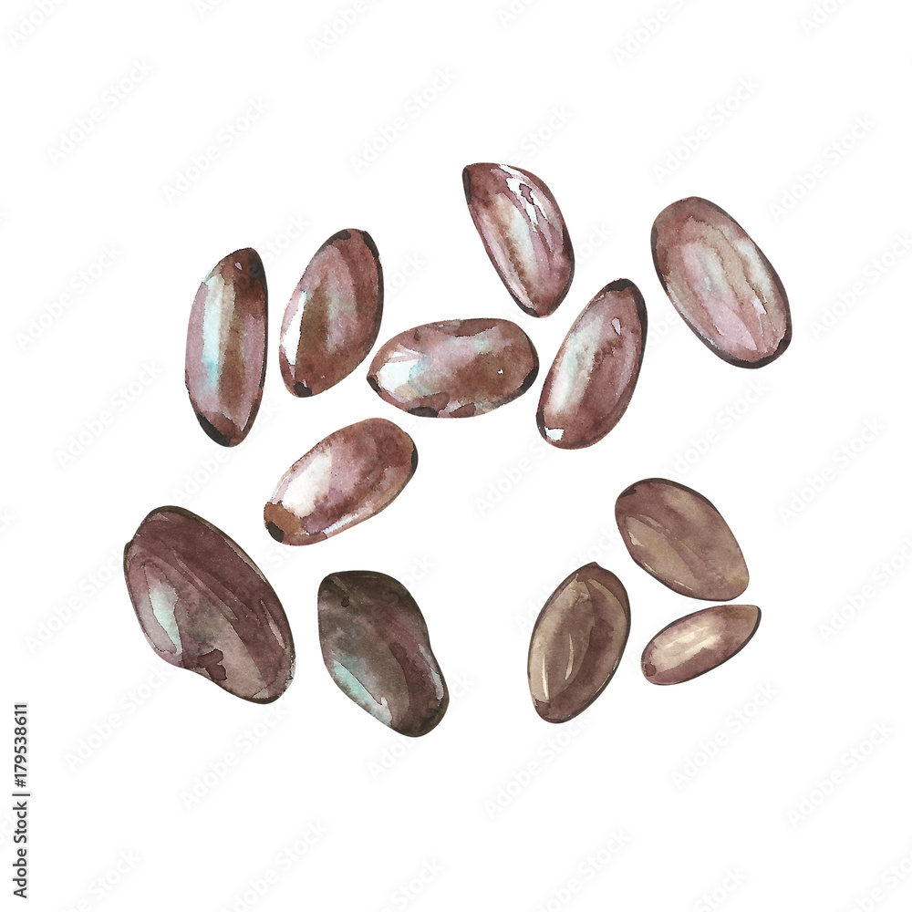 Set of botanical illustration. Watercolor cocoa grains collection ...