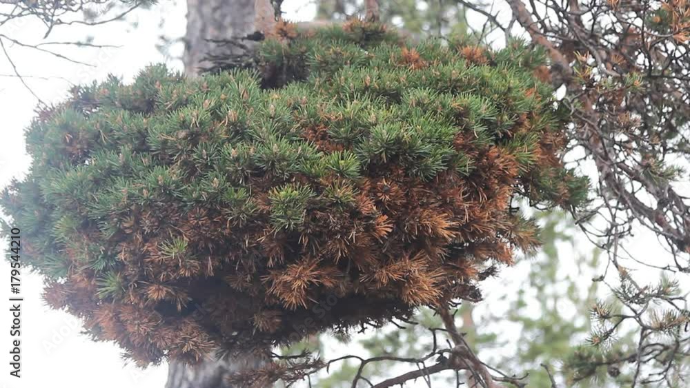 Pathobiology, dendrology. Huge witch-brooms disease on pine tree ...