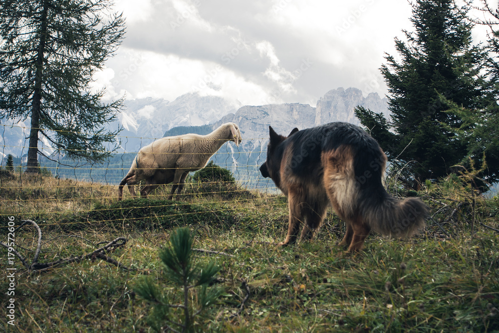Are German Shepherds Good With Sheep