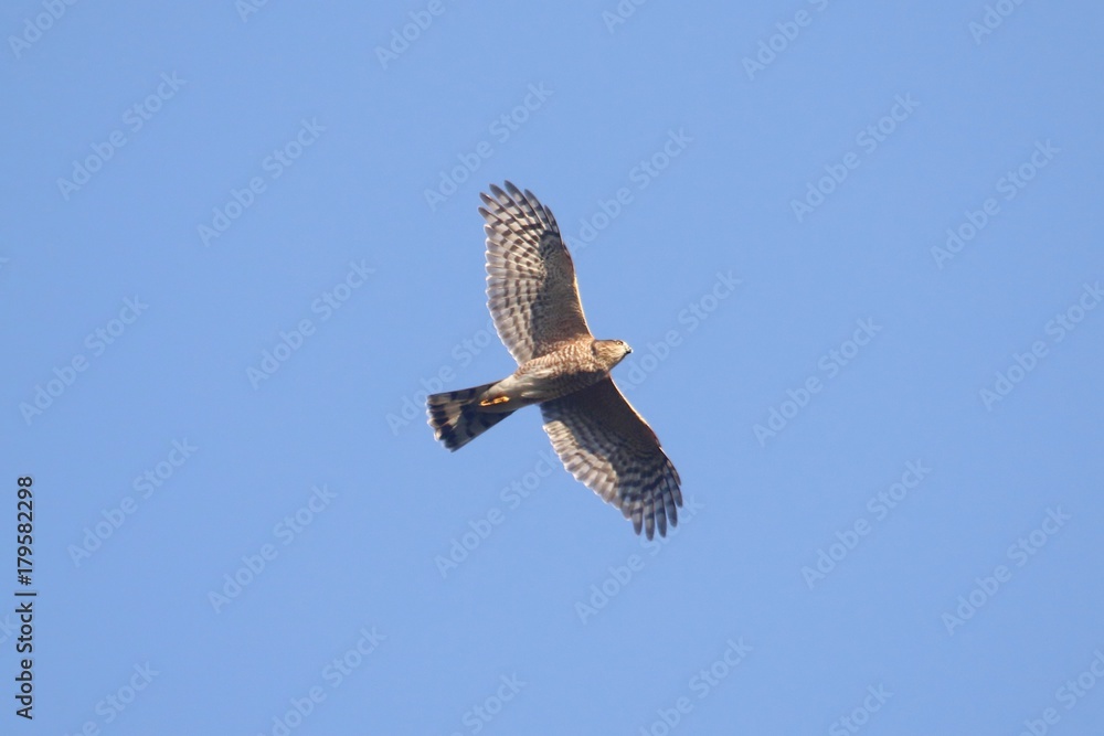 Sharp Shinned Hawk In Flight