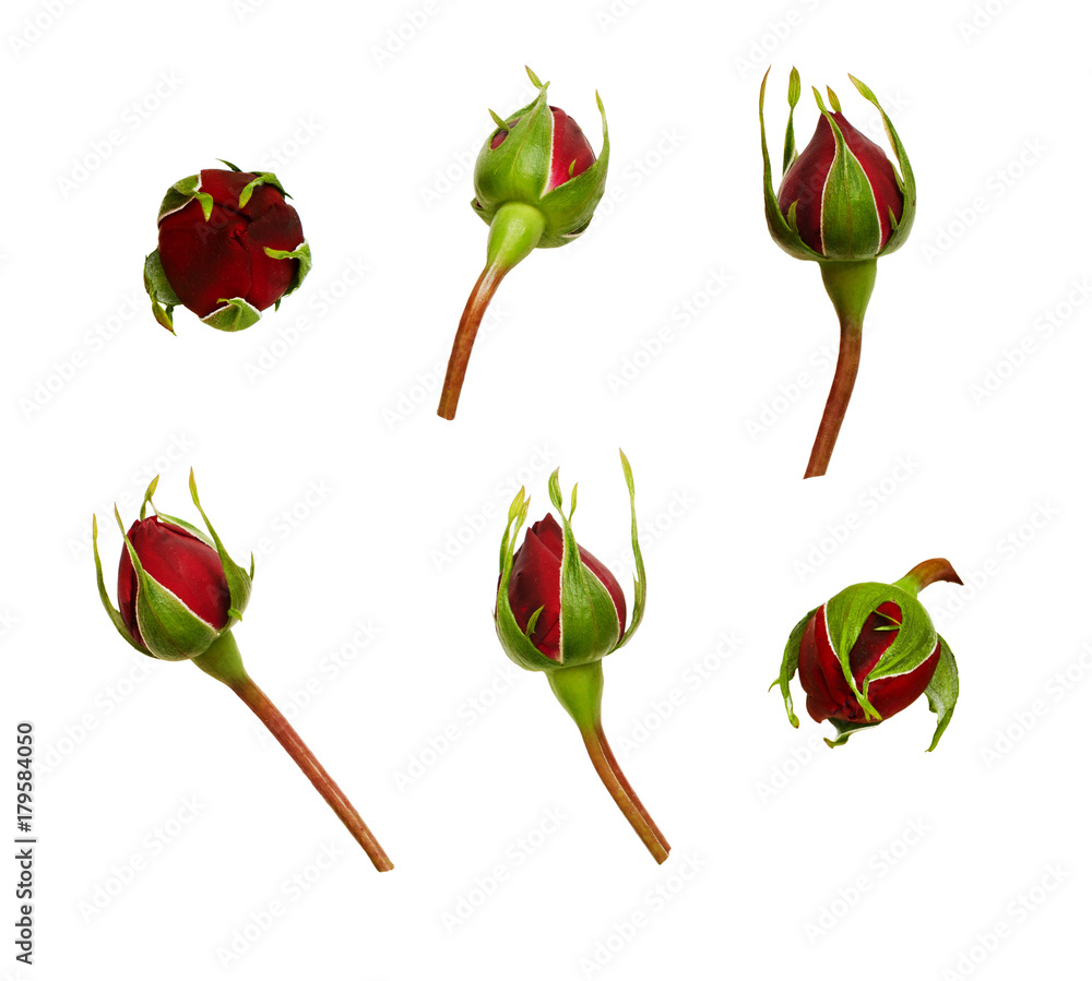Set of red rose flowers buds Stock Photo | Adobe Stock