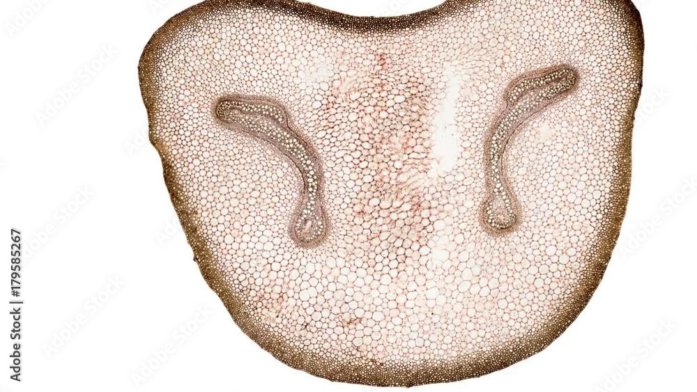 cross section cut of fern stem under the microscope Stock Video | Adobe ...