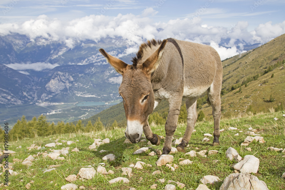 Esel auf einer Bergwiese im Trentino Stock-Foto | Adobe Stock