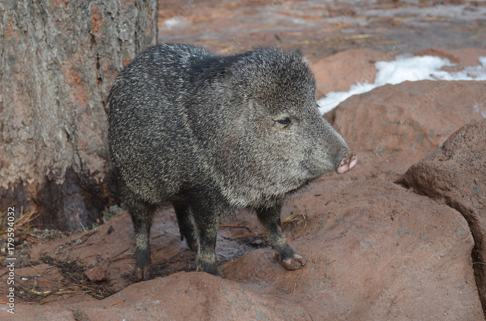 Cute razorback pigs in the wild standing Stock Photo | Adobe Stock
