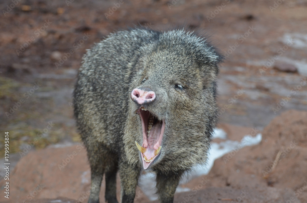 Large javeline hog making noise with its mouth wide open Stock Photo ...