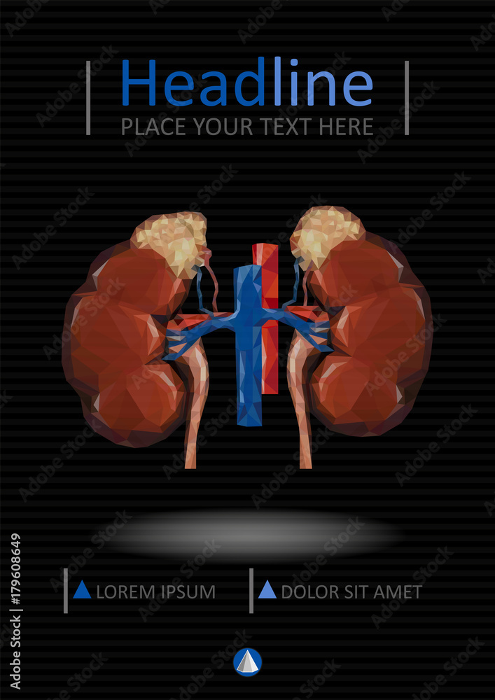 Cover template with Human low poly kidneys with vein and aorta ...