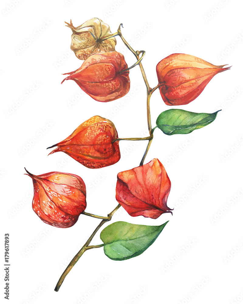 Physalis fruit berry branch (groundcherries, Inca berry, Cape ...