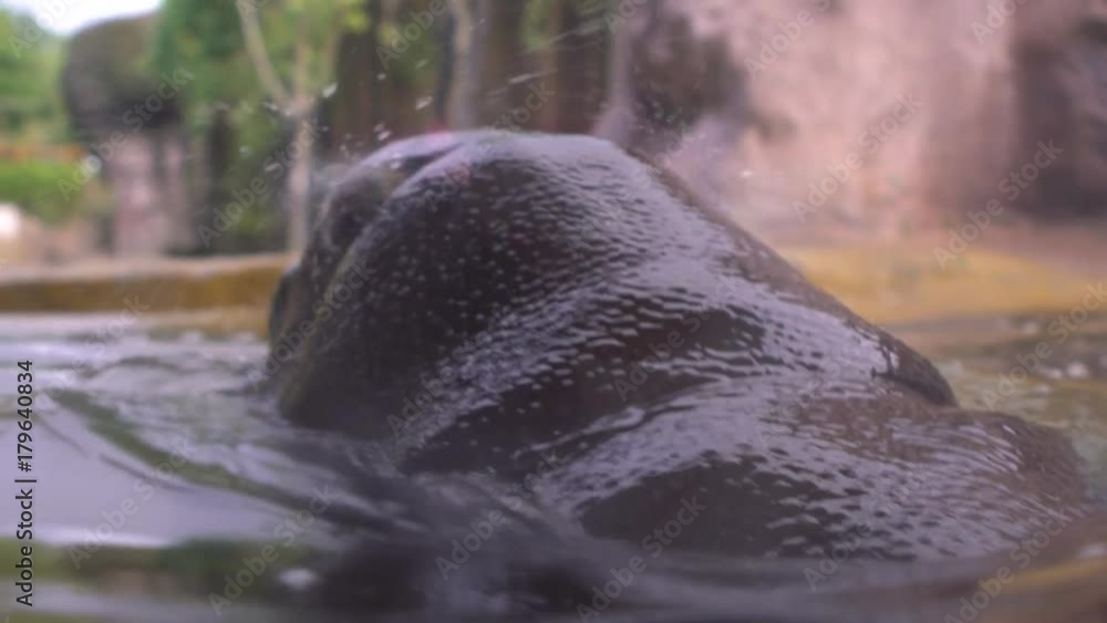 Slow motion of Pygmy Hippo take a bath in the lake water at a day hot ...