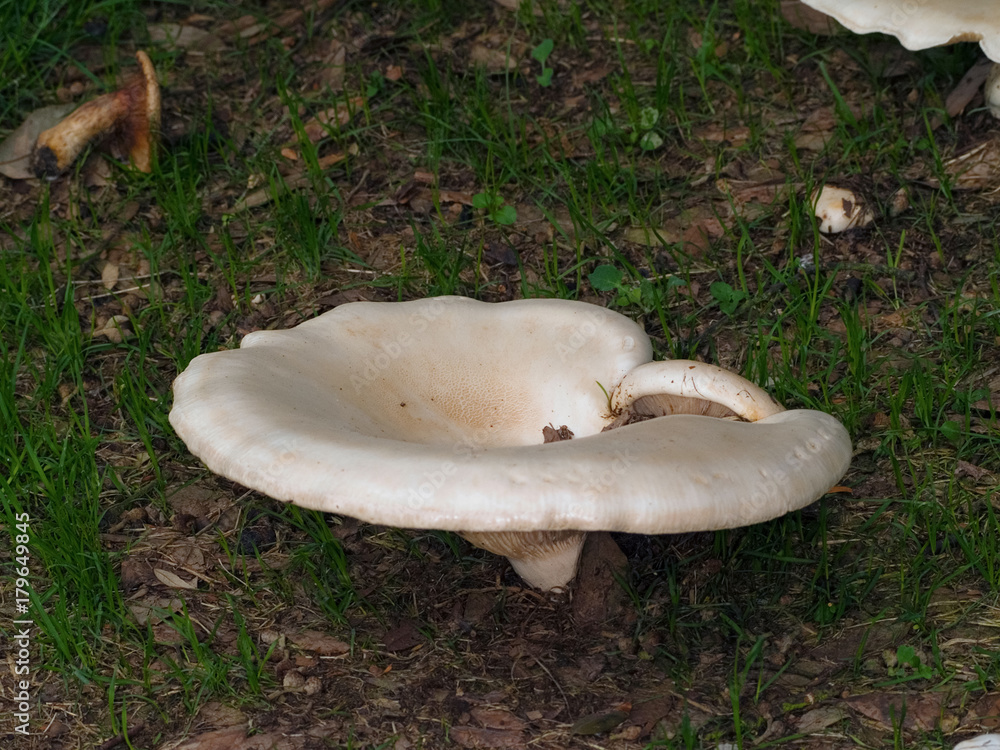 Giant Funnel Cap (Leucopaxillus giganteus) Stock Photo | Adobe Stock