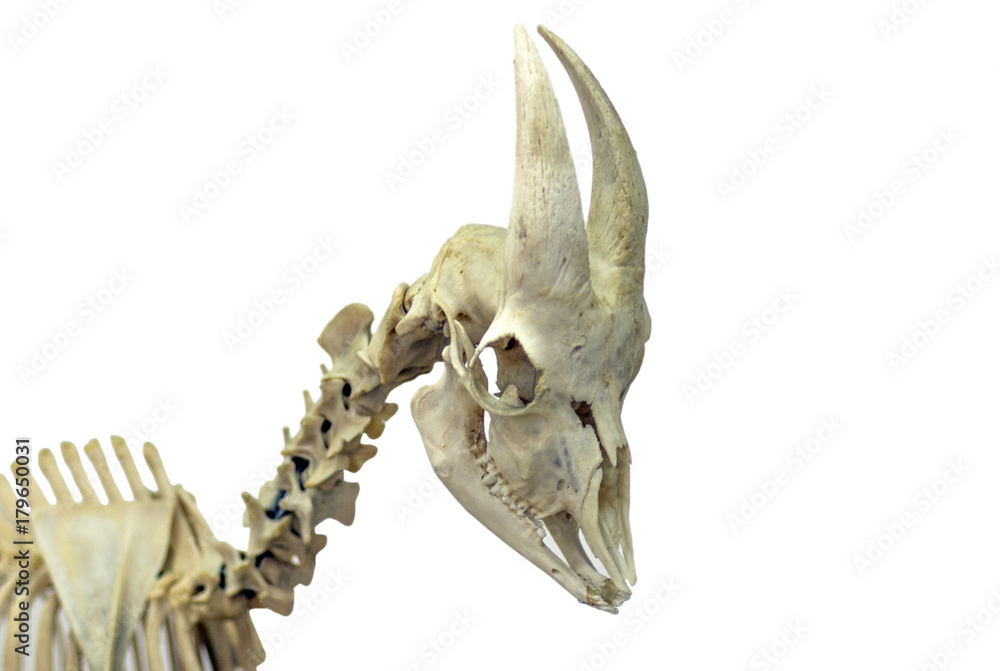 Skull and cervical vertebrae of a goat. A real museum exhibit. Isolated ...