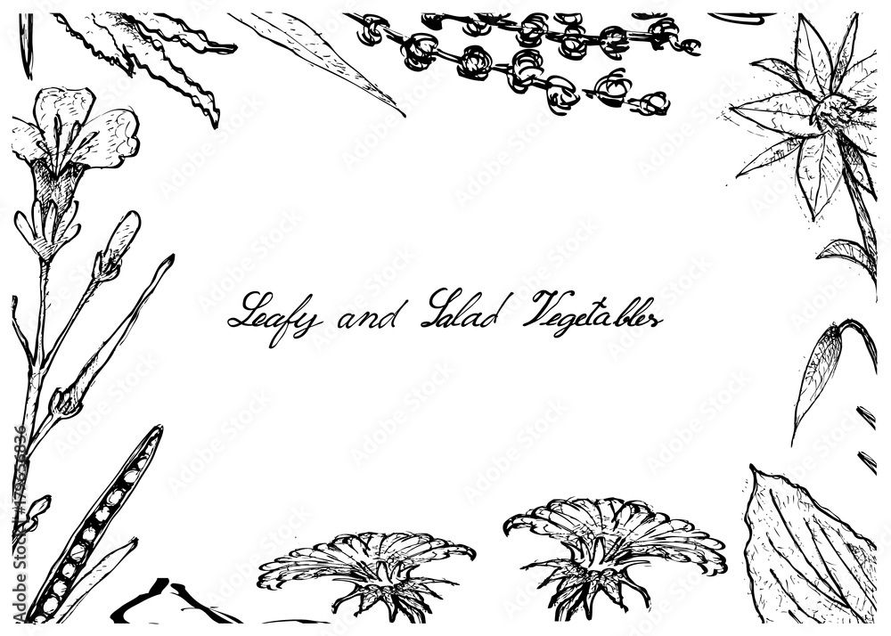 Hand Drawn of Leafy and Salad Vegetable Stock Vector | Adobe Stock