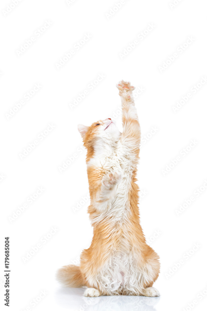 orange cat reaching up to something Stock Photo | Adobe Stock