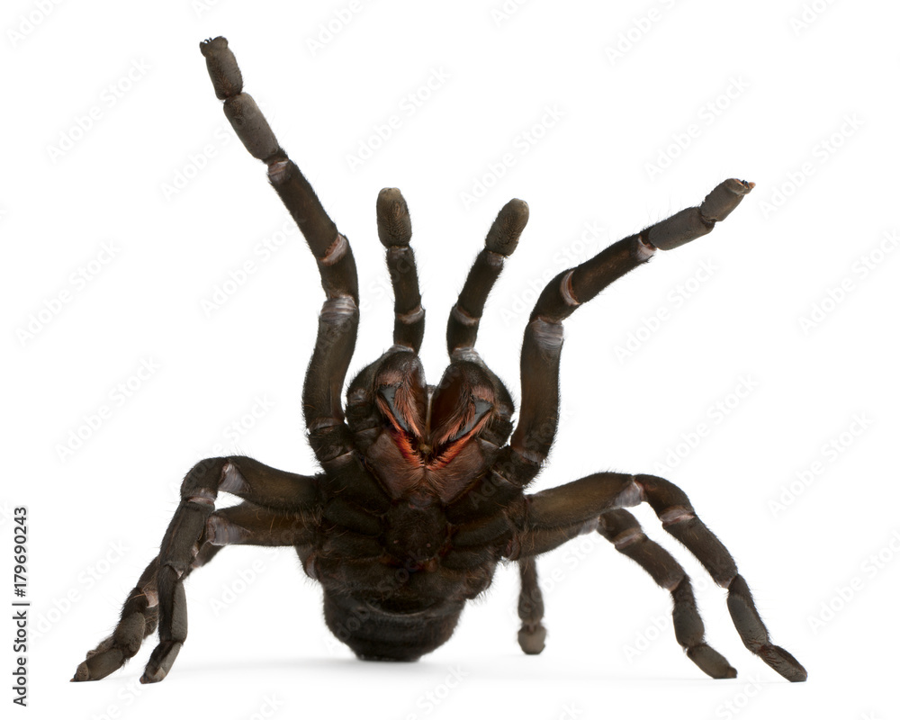 Tarantula spider attacking, Haplopelma Minax, in front of white ...