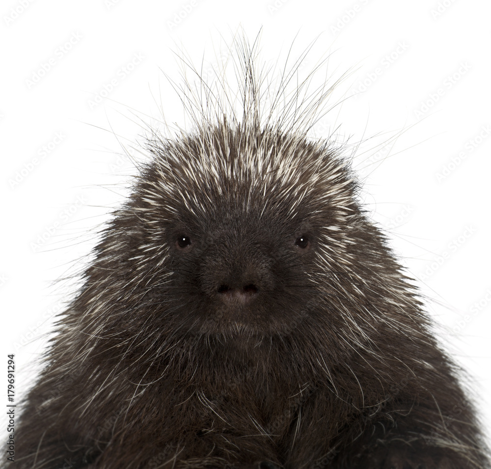 Portrait of North American Porcupine, Erethizon dorsatum, also known as ...